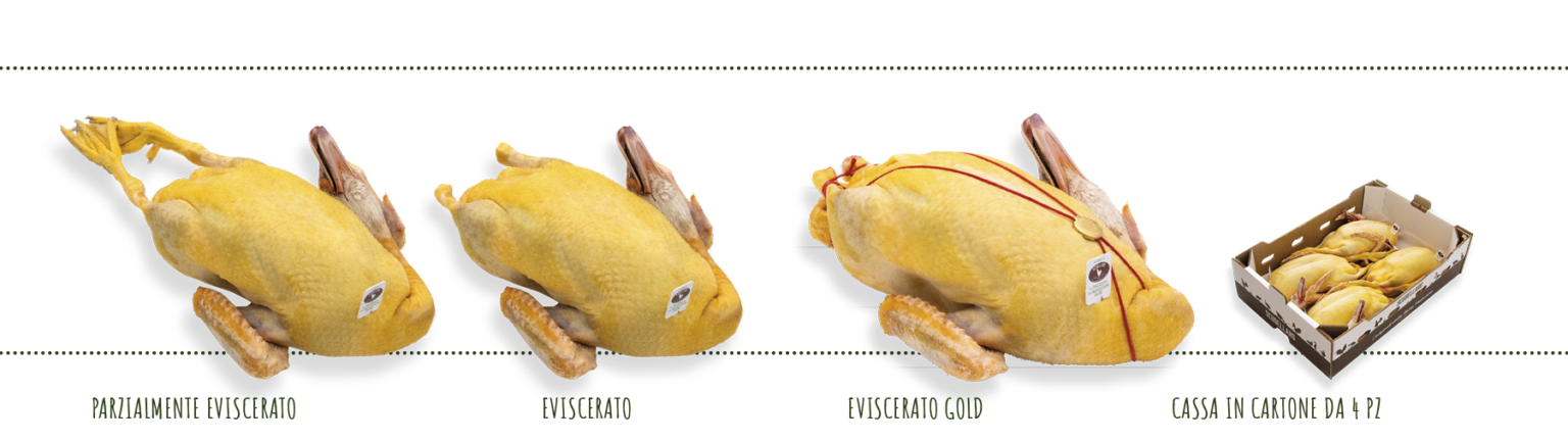 Anatra muta femmina – Scudellaro