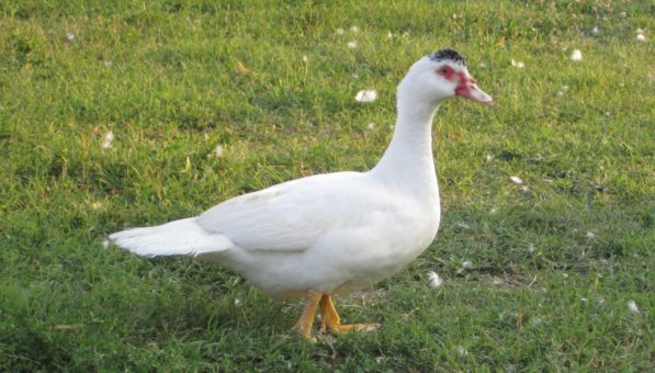 Anatra muta femmina – Scudellaro