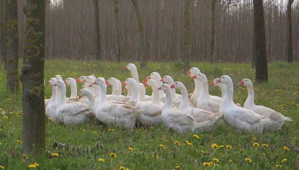 Oca romagnola – Scudellaro