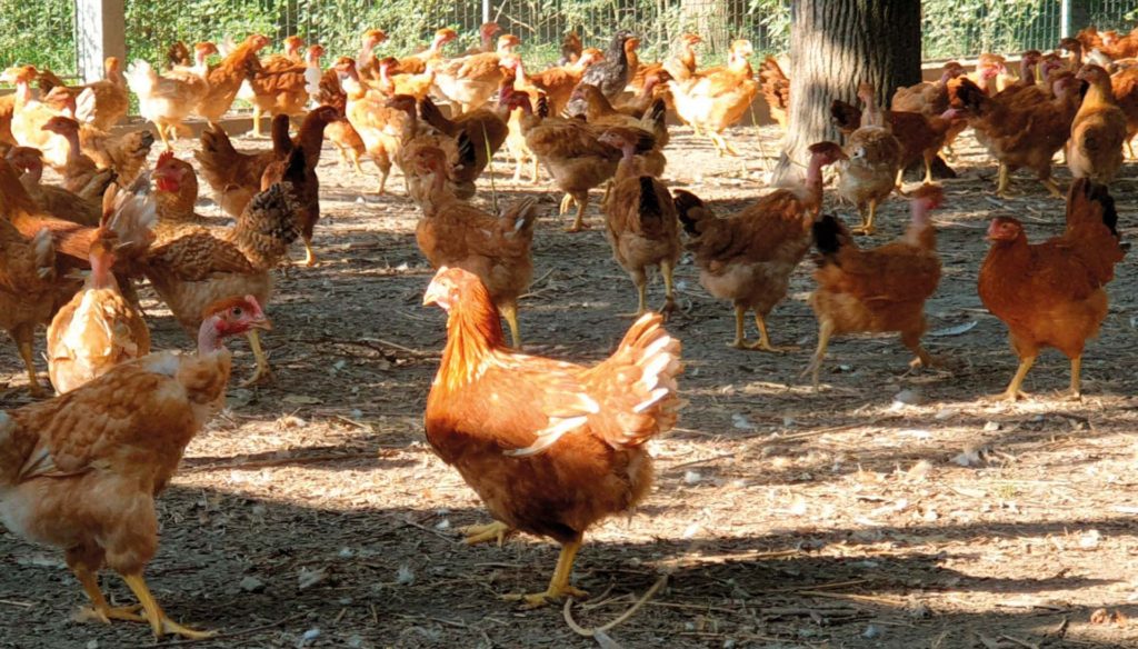 Pollo grill – Scudellaro